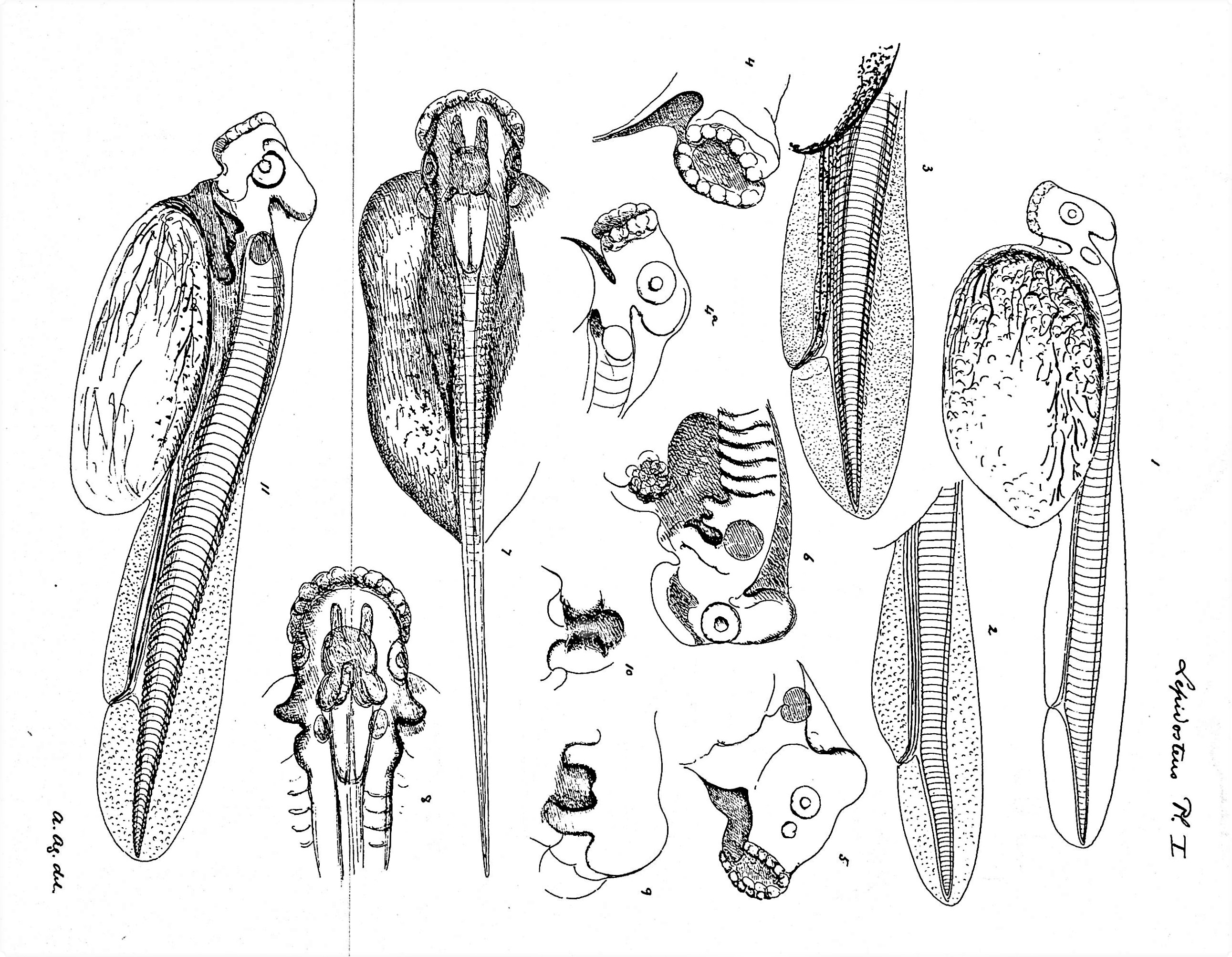 The development of Lepidosteus TOGETHER WITH 4 other offprints on ...