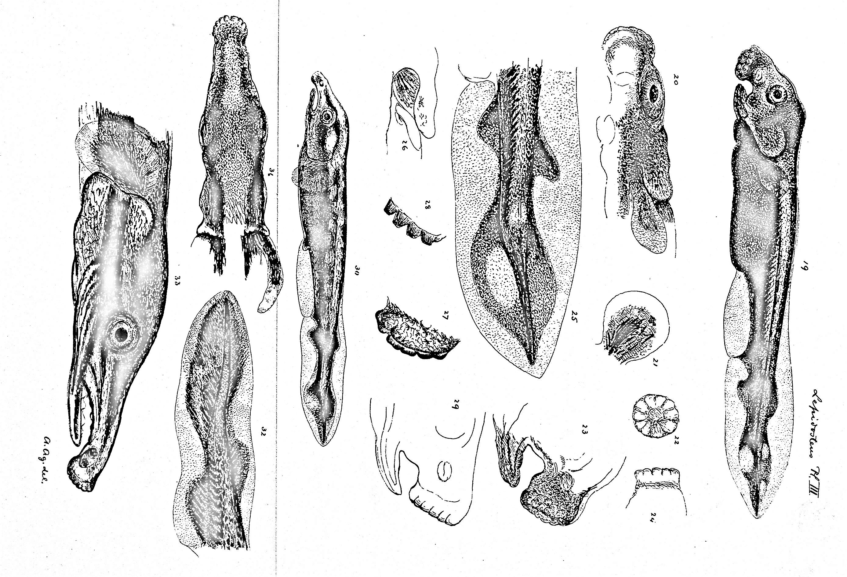 The development of Lepidosteus TOGETHER WITH 4 other offprints on ...