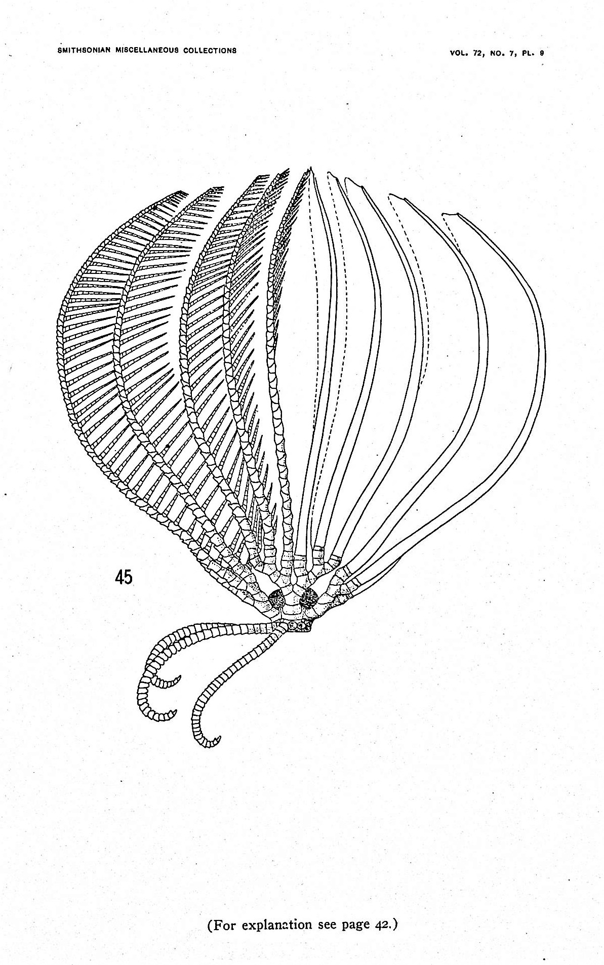 Sea-Lilies and Feather-Stars