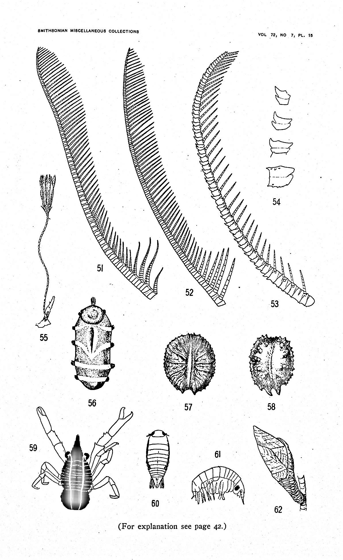 Sea-Lilies and Feather-Stars