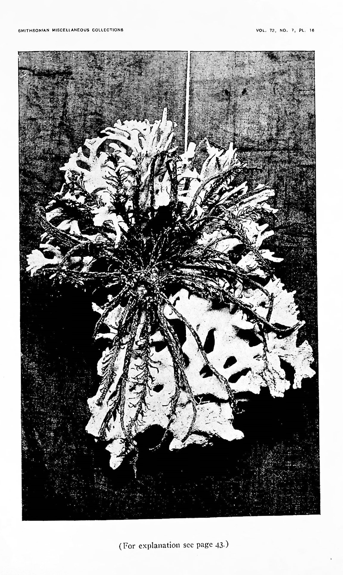 Sea-Lilies and Feather-Stars