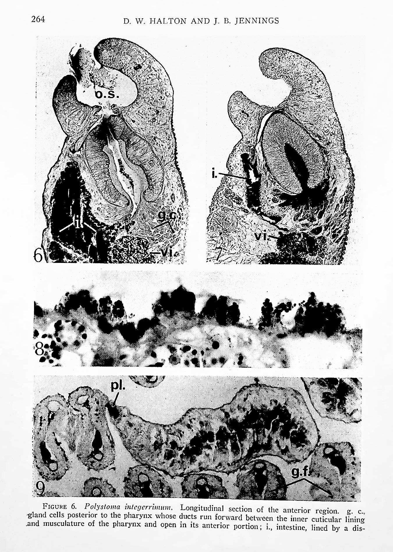 Collection of 70 offprints on trematodes