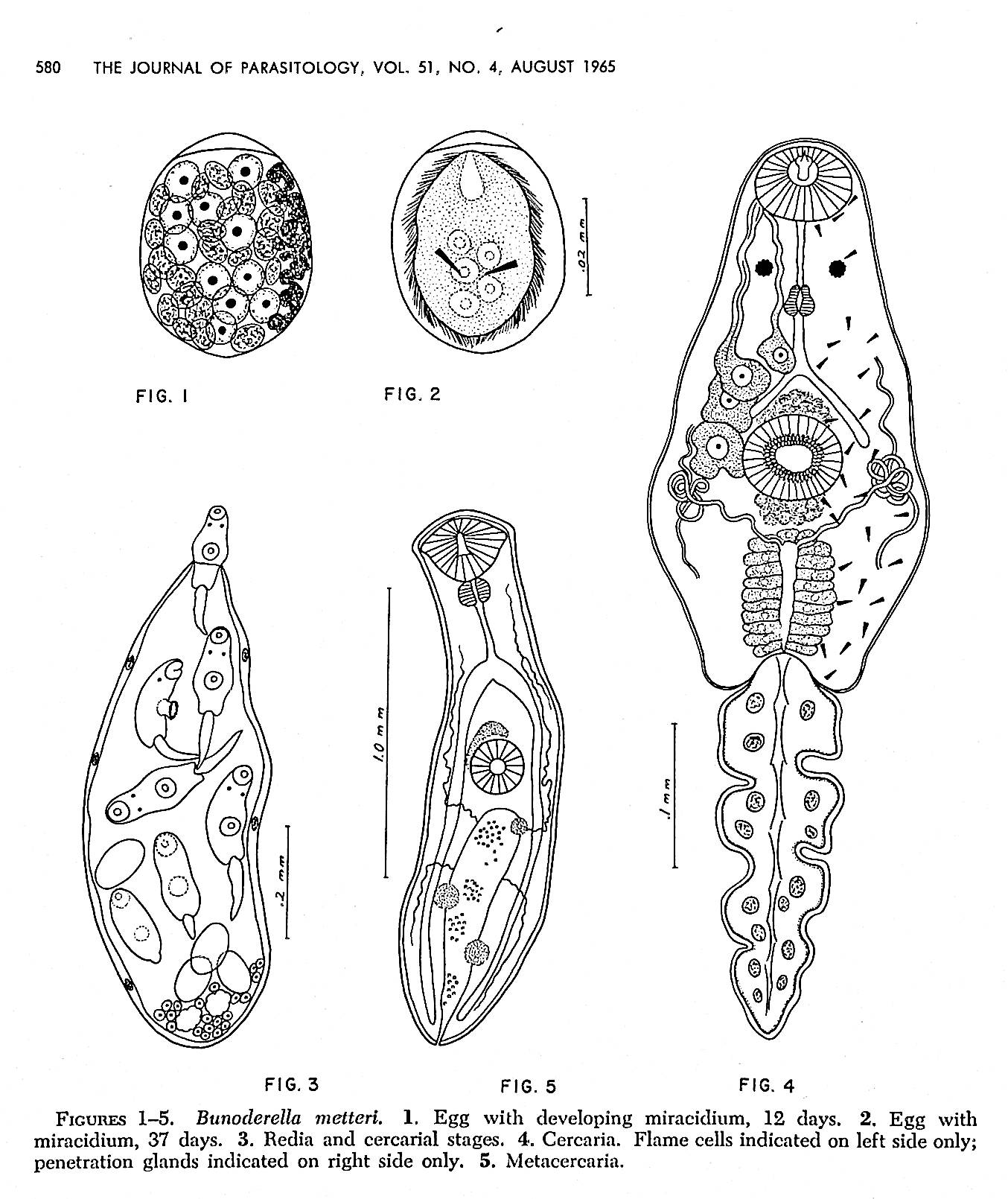 Collection of 70 offprints on trematodes