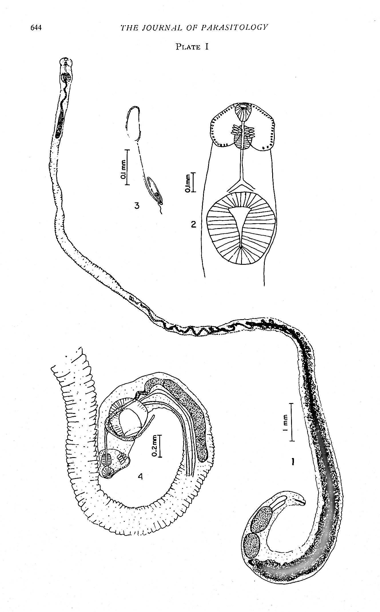 Collection of 70 offprints on trematodes