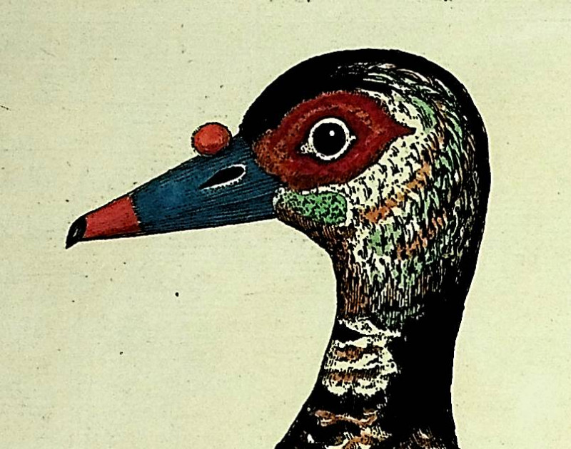 Muscovy Drake, FROM A Natural History of Birds: illustrated with a ...