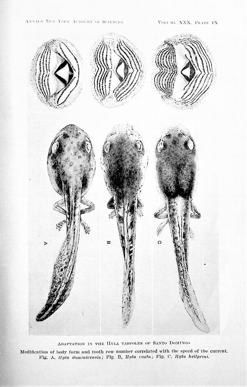 The value of life history data in the study of the evolution of the ...