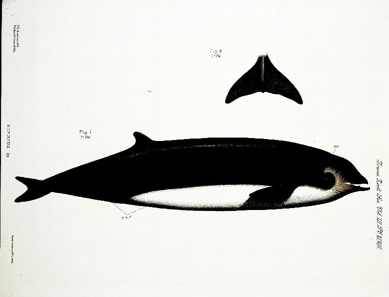 On a Specimen of Ziphius Recently Obtained Near Dunedin, OFFPRINT FROM ...