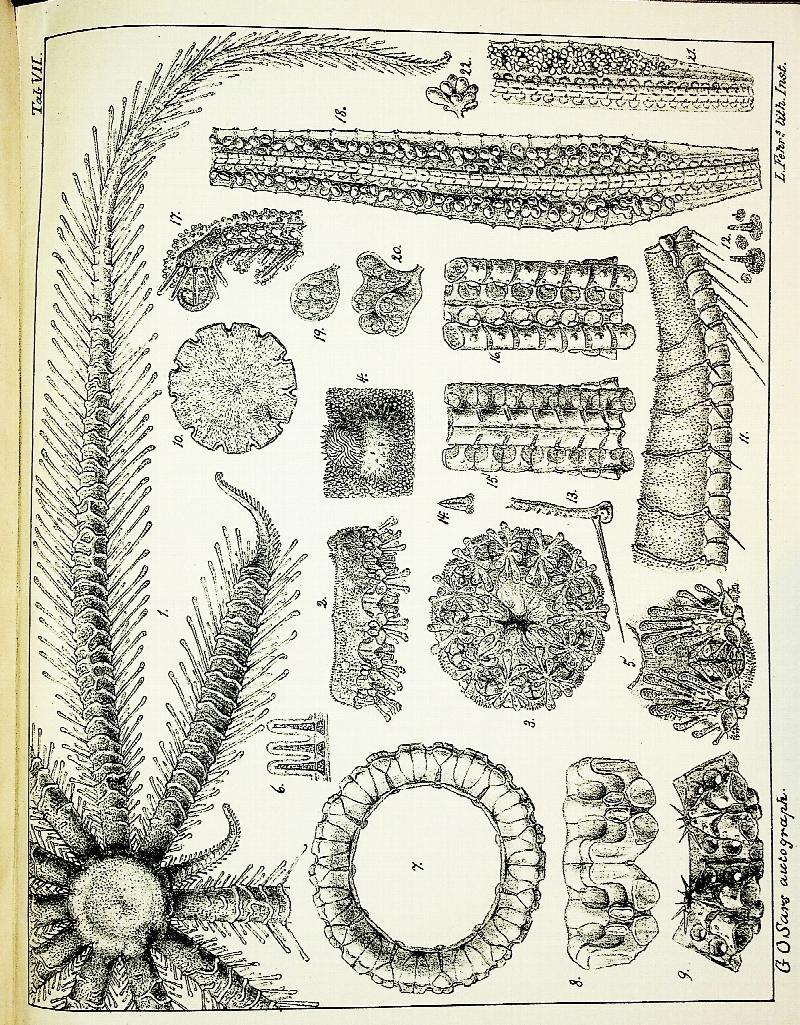 On some Remarkable Forms of Animal Life from the Great Deeps off the ...