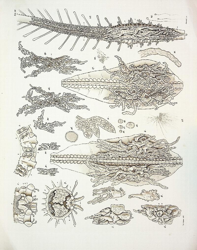 On some Remarkable Forms of Animal Life from the Great Deeps off the ...