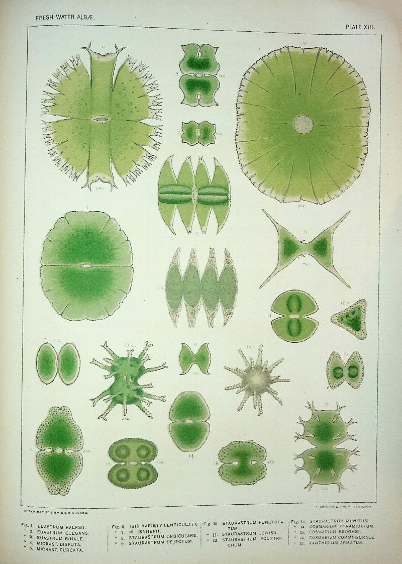 A Contribution to the History of the Fresh-Water Algae of North America