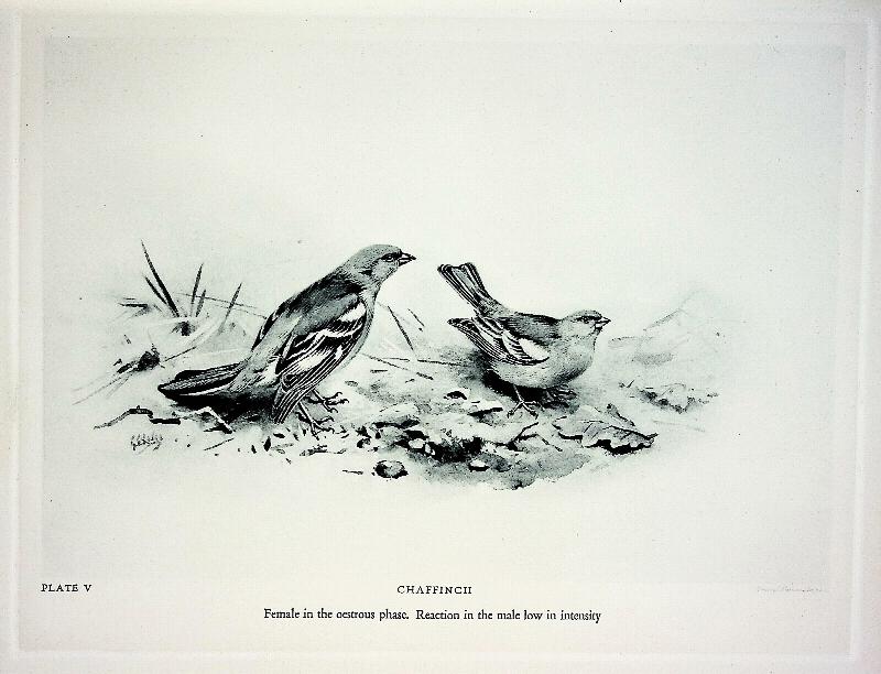 An Introduction To Bird Behaviour