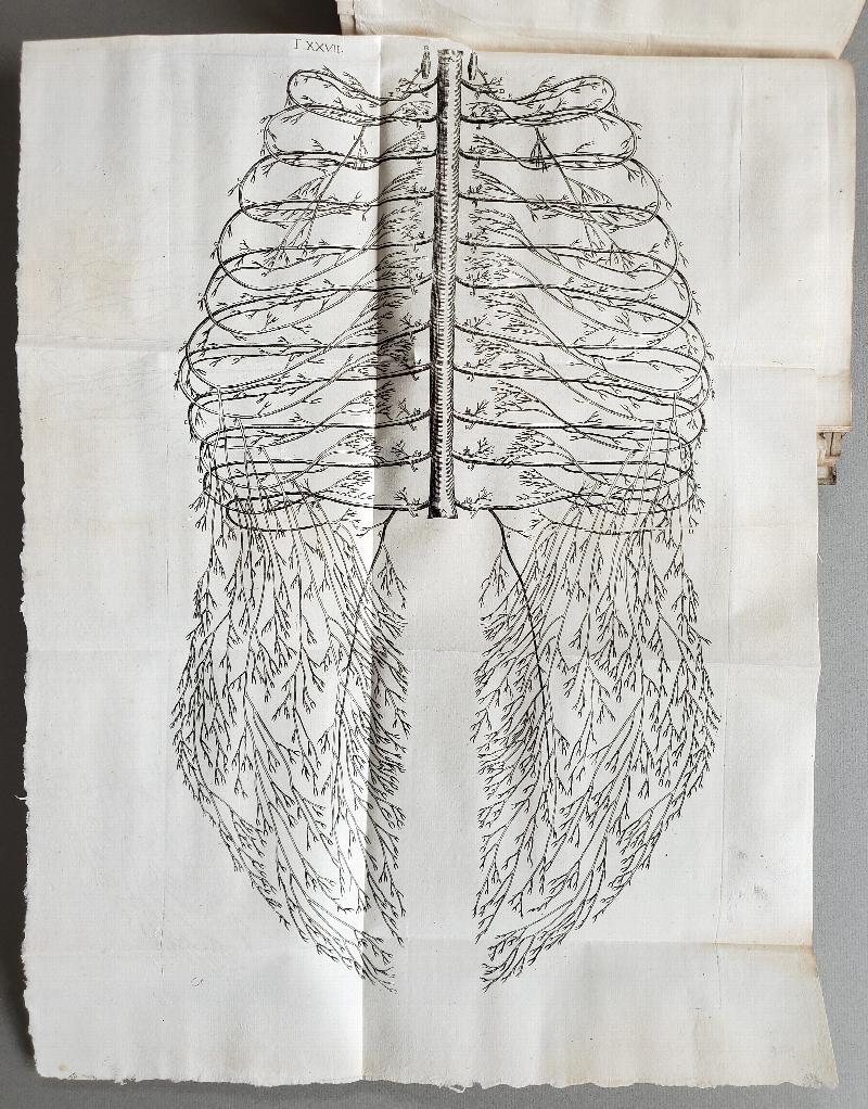 Neurographia Universalis