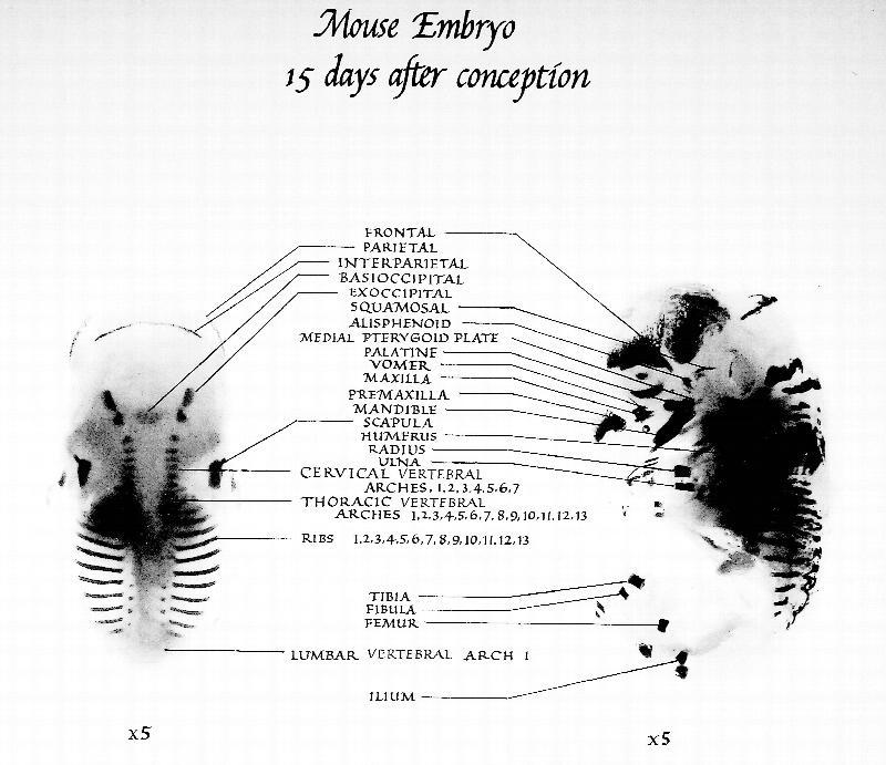 The Genesis of the Mouse Skeleton. A Laboratory Atlas