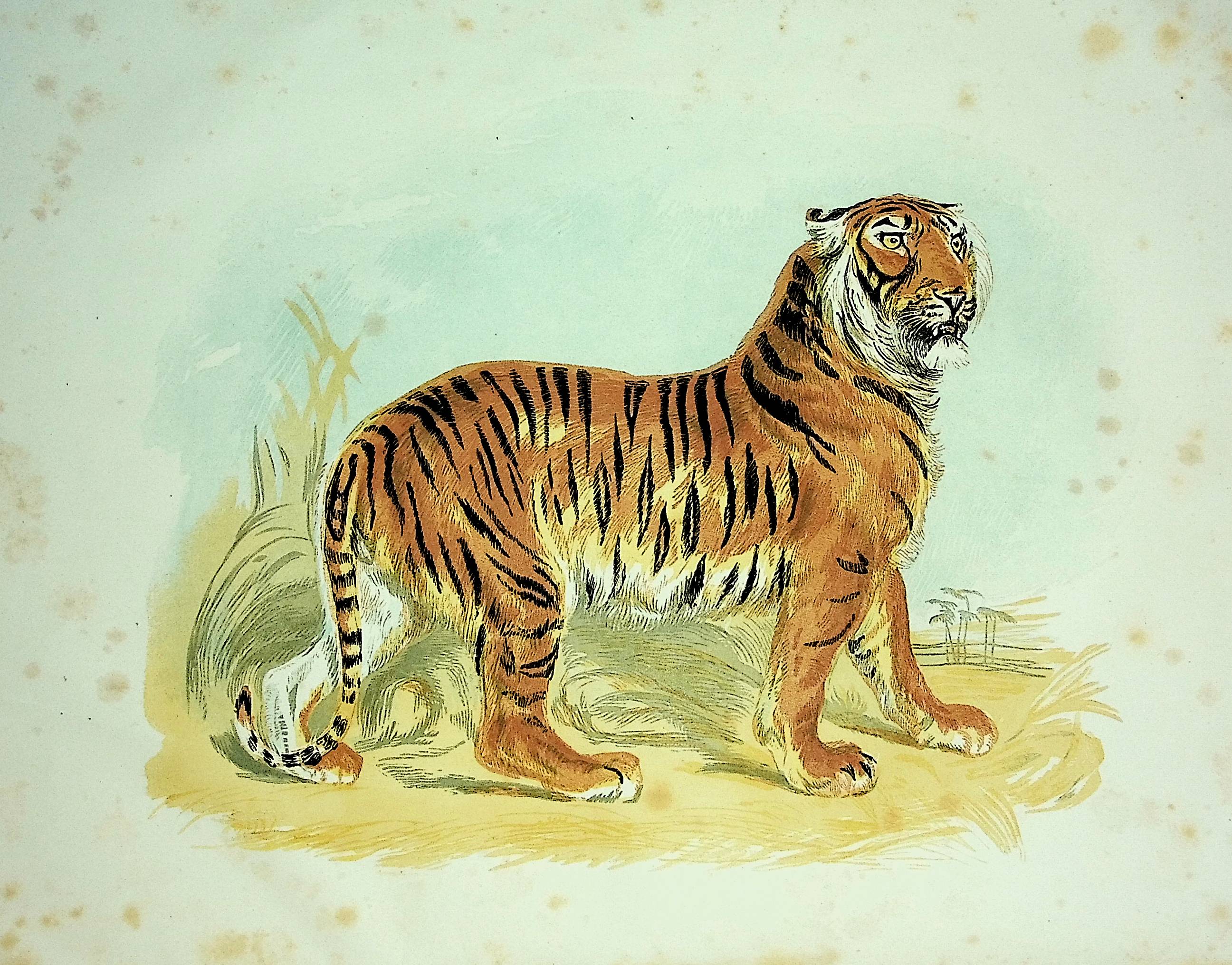 The Pictorial Museum of Animated Nature