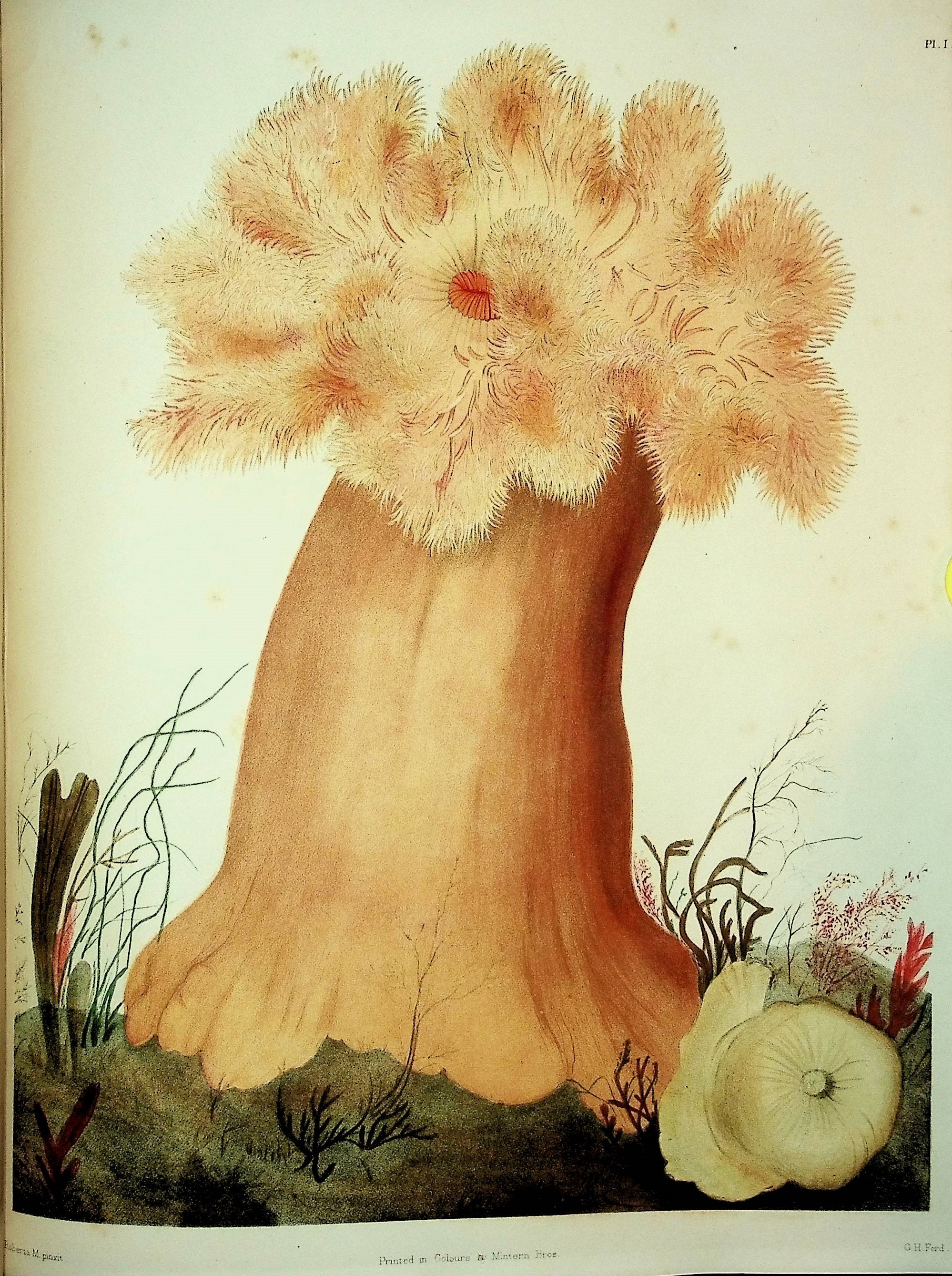 The Marine Invertebrates and Fishes of St. Andrews