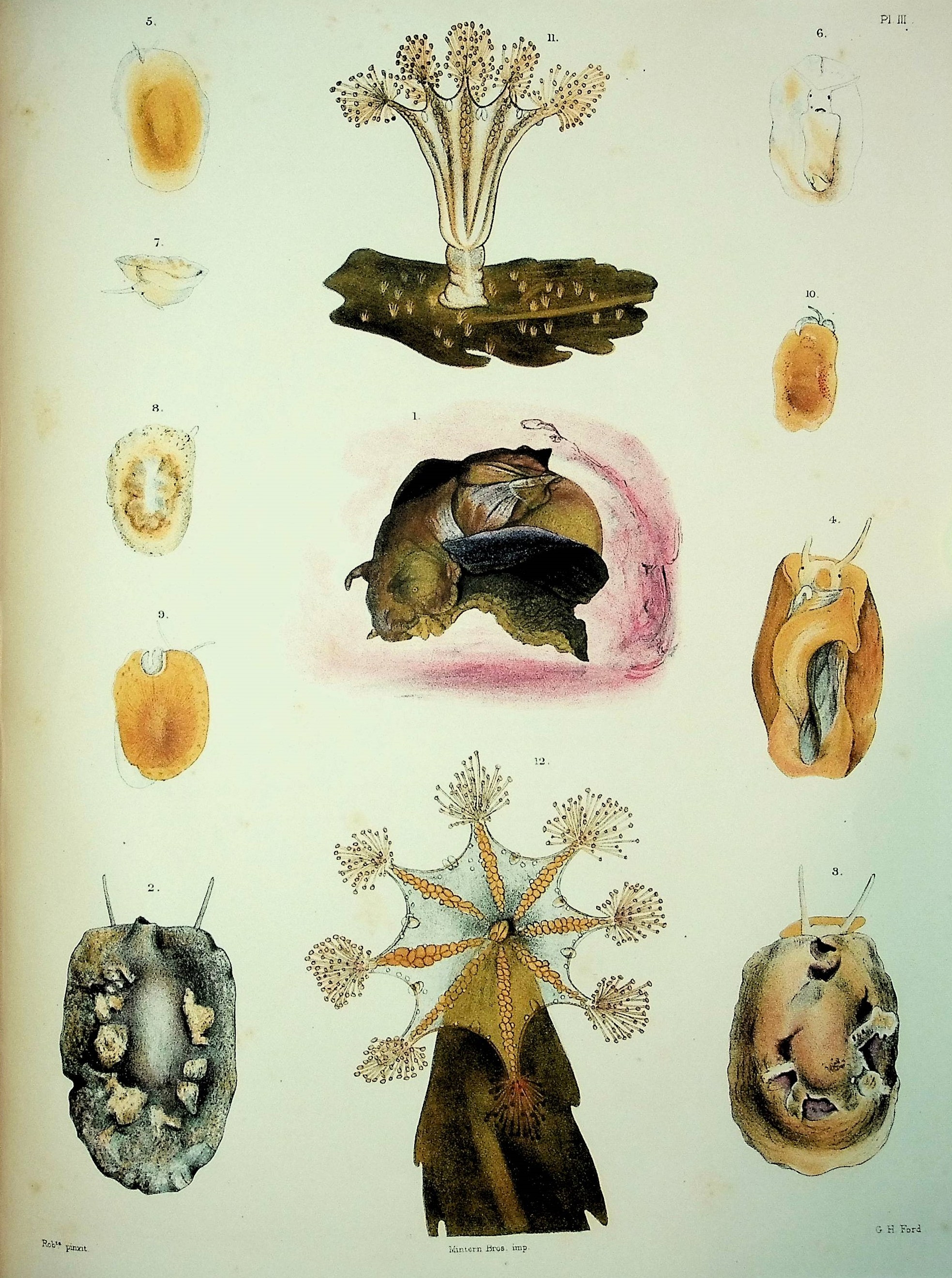 The Marine Invertebrates and Fishes of St. Andrews