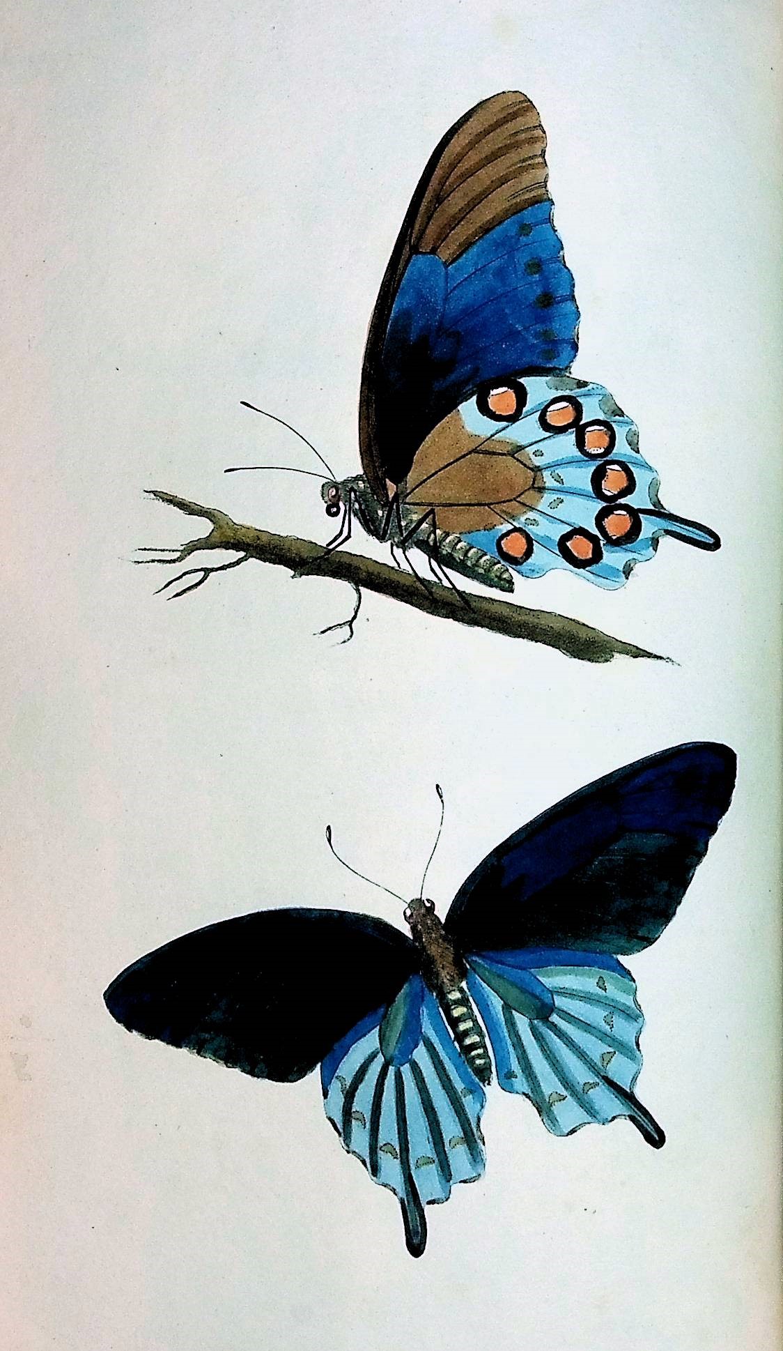 American Entomology, or Descriptions of the Insects of North America ...