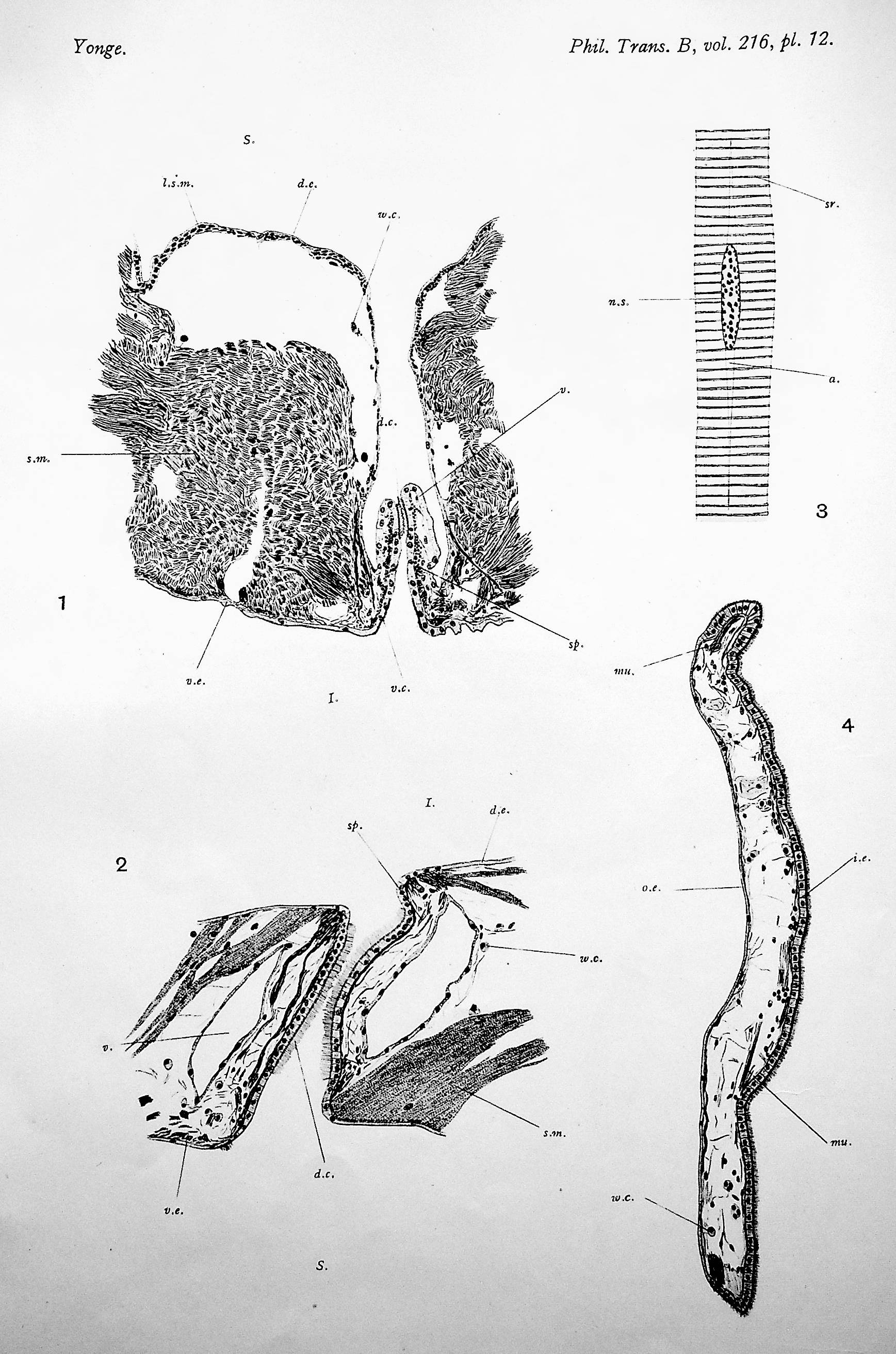 Structure and function of the organs of feeding and digestion in the septibranchs Cuspidaria and ...