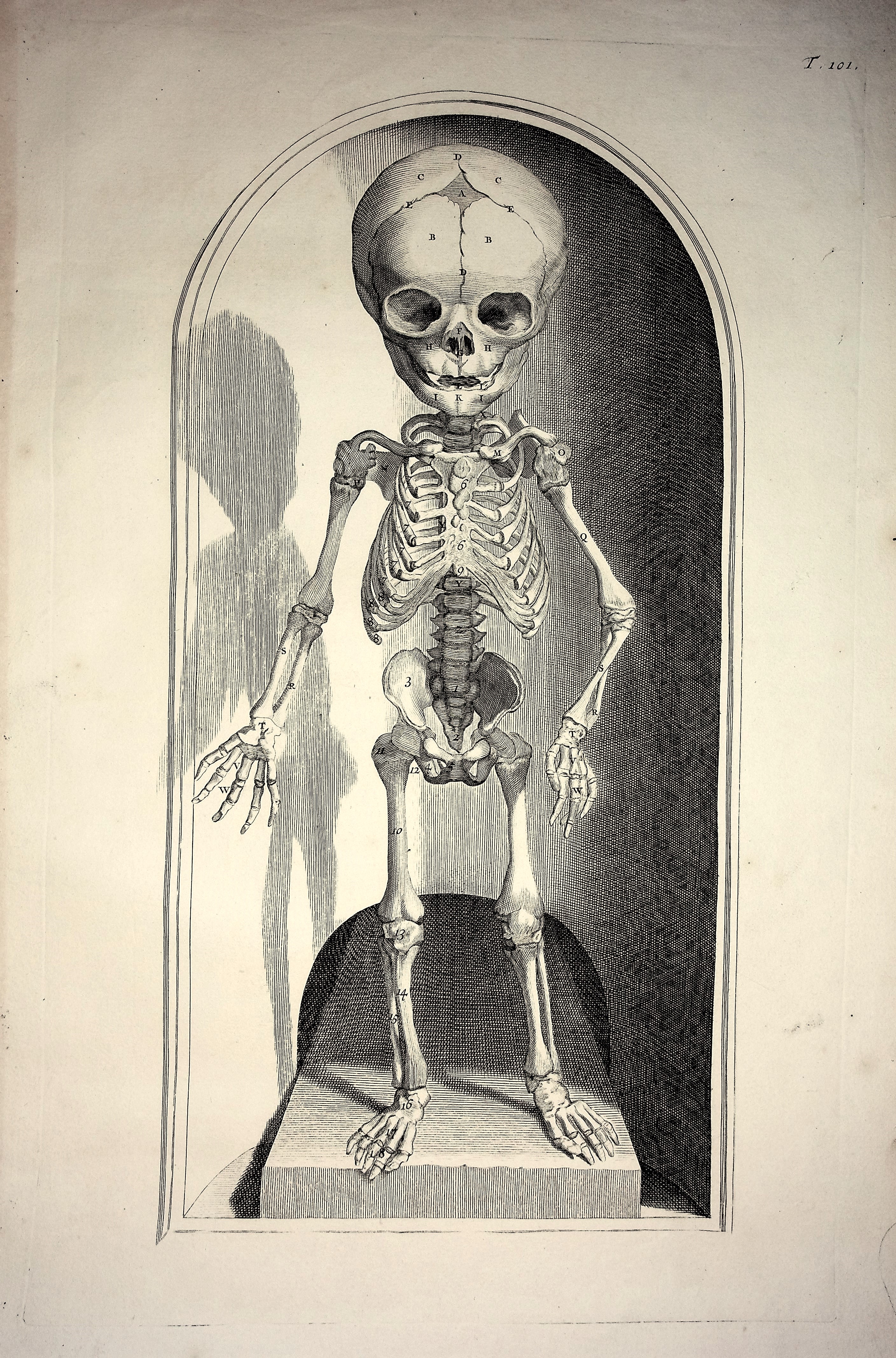 Fetal Skeleton - Plate 101 from Bidloo, Anatomia Humani Corpus