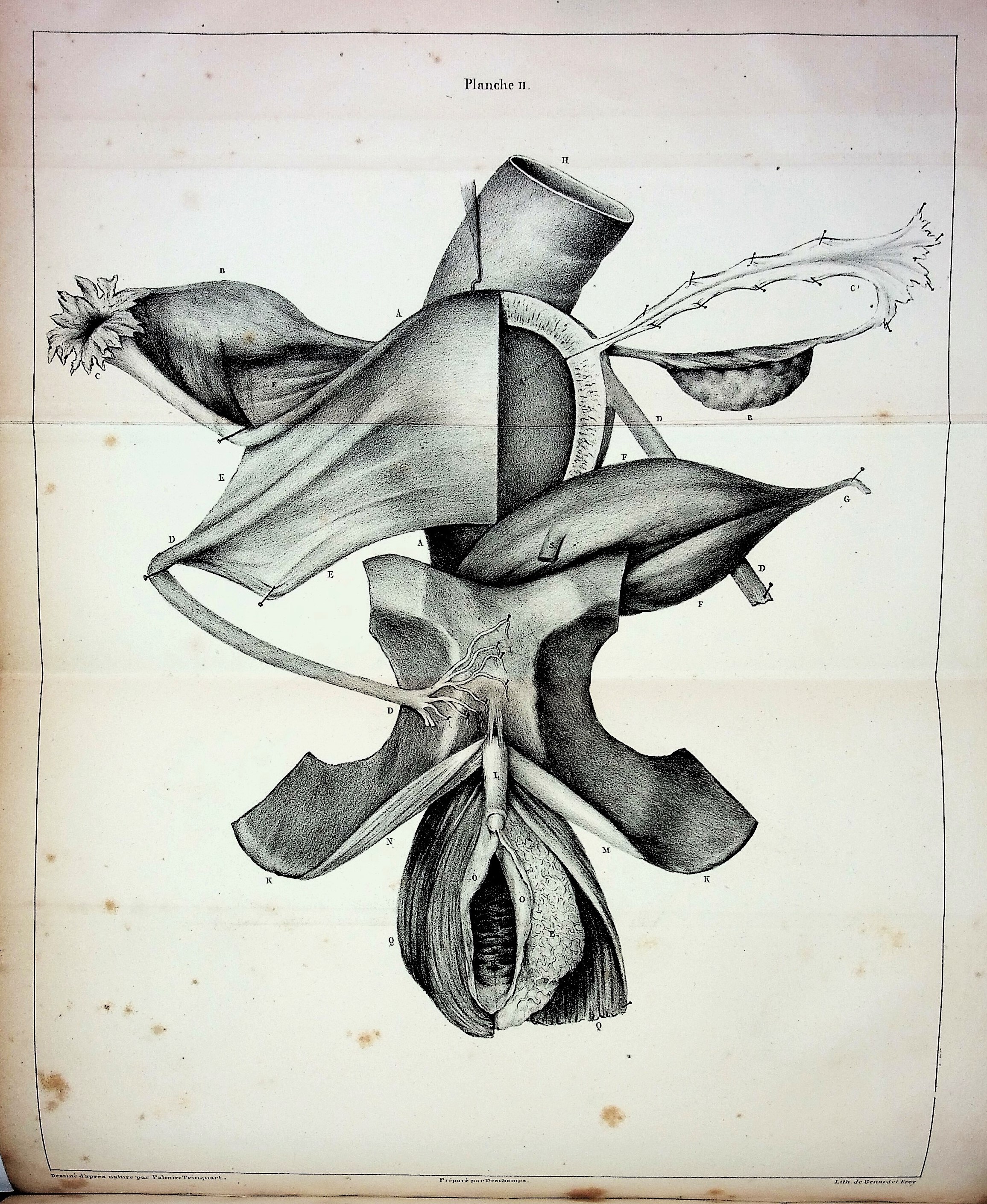 Cours sur la Generation, l'Ovologie et l'Embryologie, fait au Museum d ...