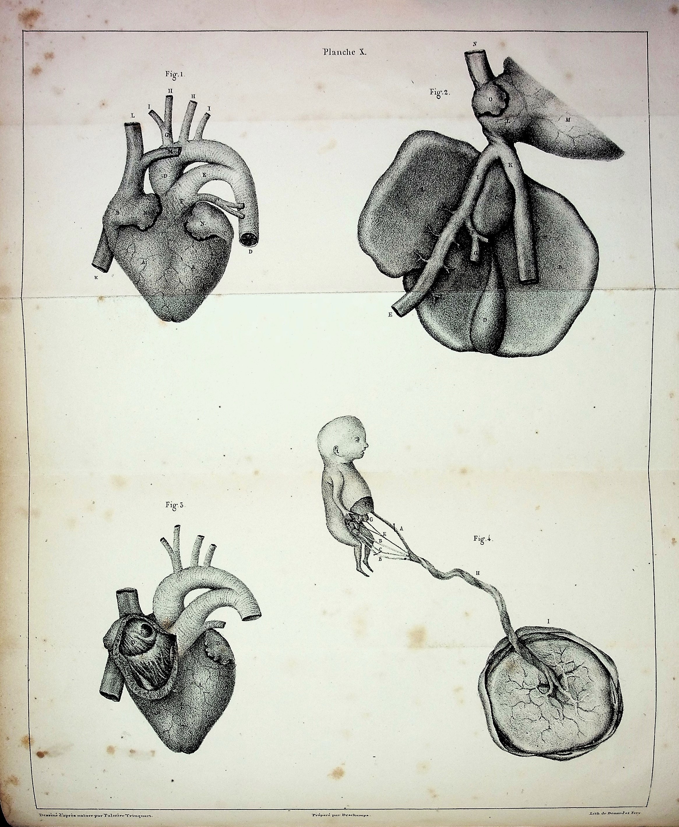 Cours sur la Generation, l'Ovologie et l'Embryologie, fait au Museum d ...