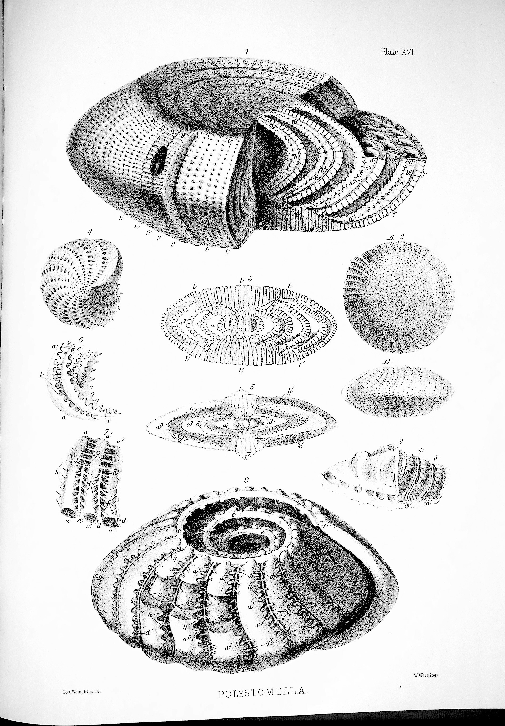 Introduction to the Study of the Foraminifera