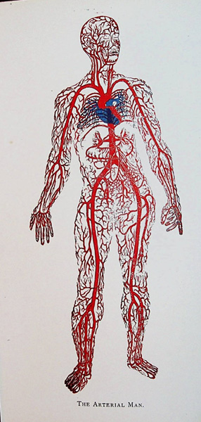 The Composite Man as Comprehended in Fourteen Anatomical Impersonations