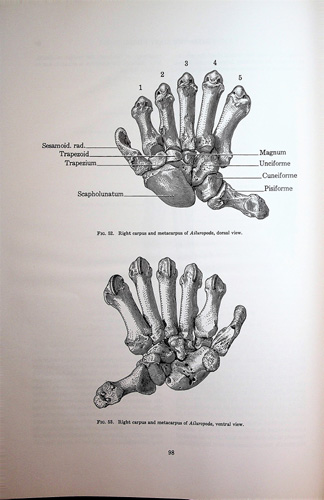 The Giant Panda. A Morphological Study of Evolutionary Mechanisms