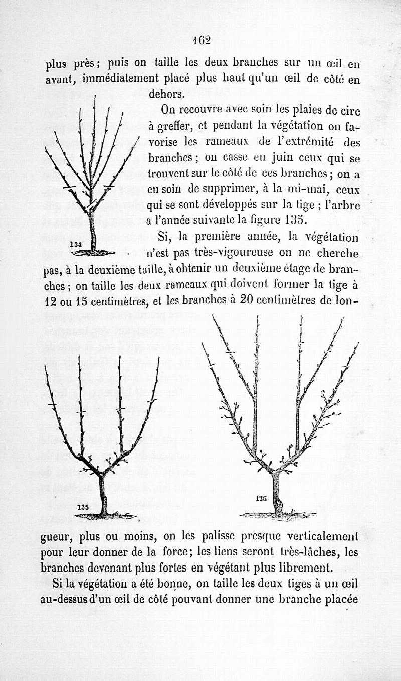 Le Jardinier Fruitier: Principes Simplifies de la Taille des Arbres ...