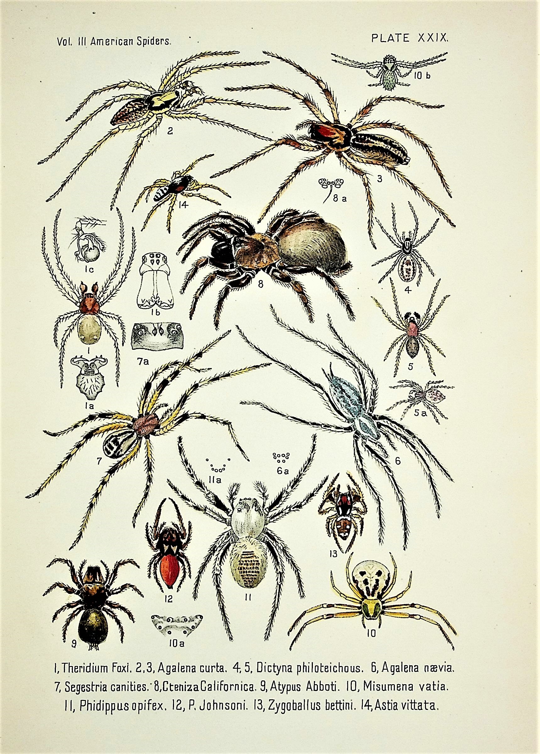 Origin of spiders – spider ancestry | XAKY