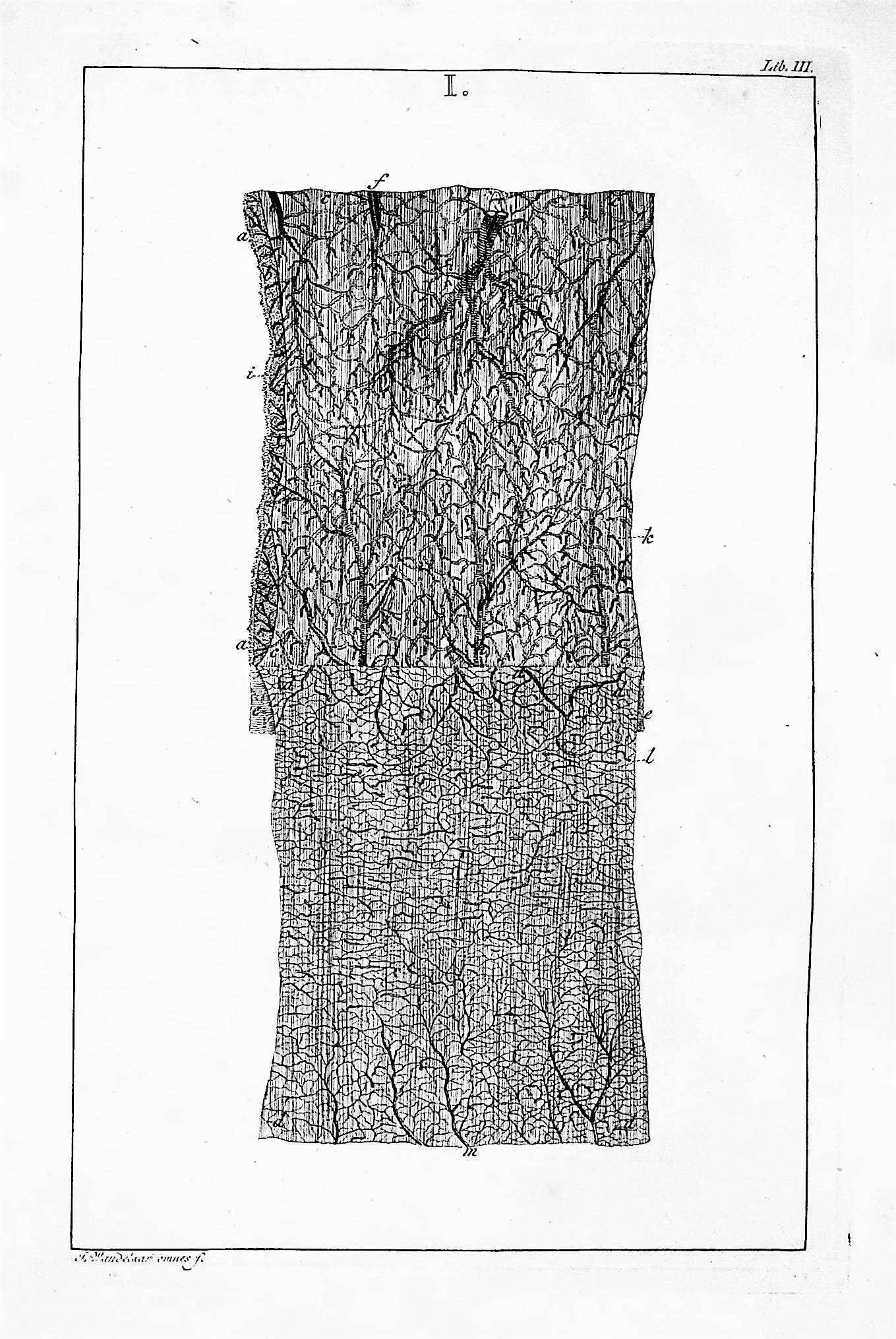 Academicarum Annotationum. Liber Primus. Continet anatomica ...