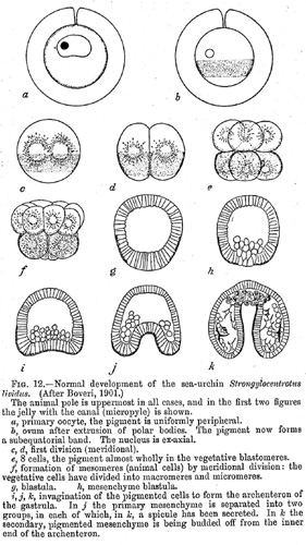 Experimental Embryology