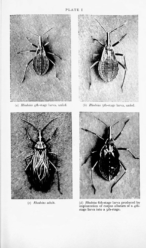 The Physiology of Insect Metamorphosis