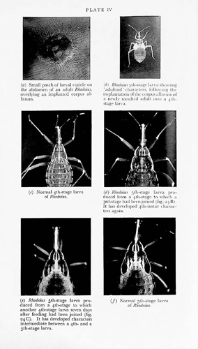 The Physiology of Insect Metamorphosis