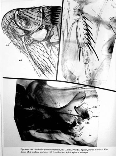 Fleas: Proceedings of the International Conference on Fleas, Ashton ...