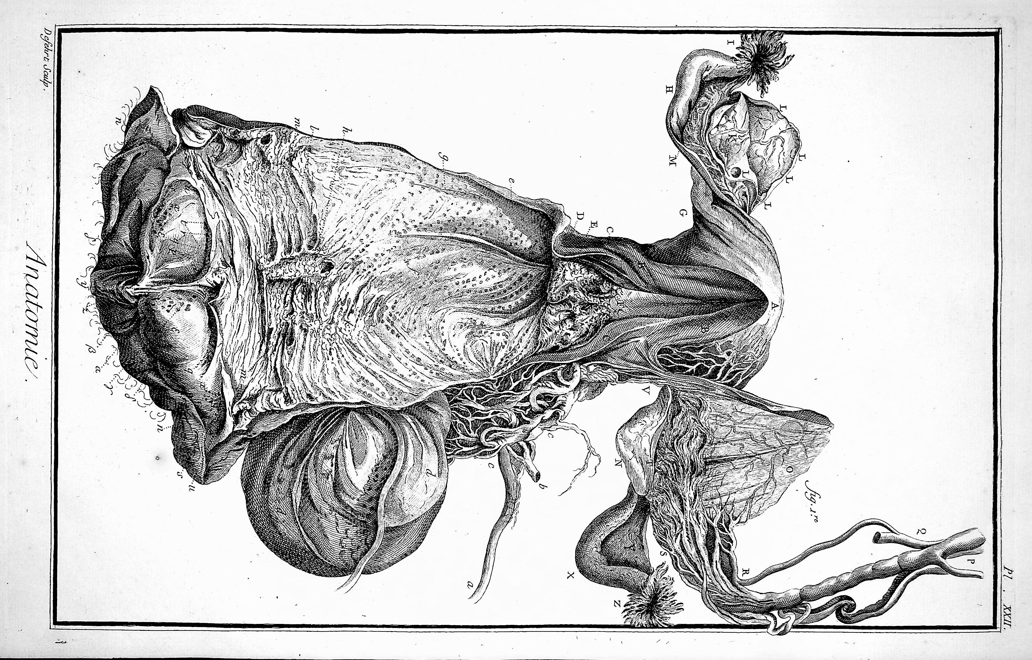 Encyclopedie, Anatomie Plate XXII. The matrix [female reproductive ...
