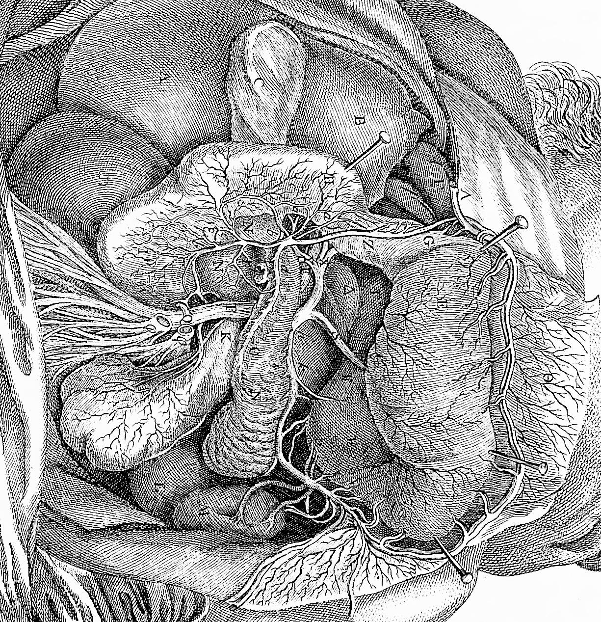 Encyclopedie, Anatomie Plate XVIII. Some parts of the lower abdomen ...